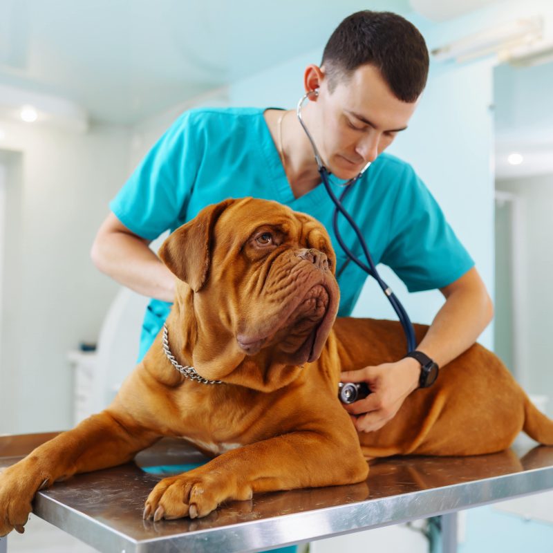 Introducing Trilogy Flavors…Trilogy Essential Ingredients Changes Name ...