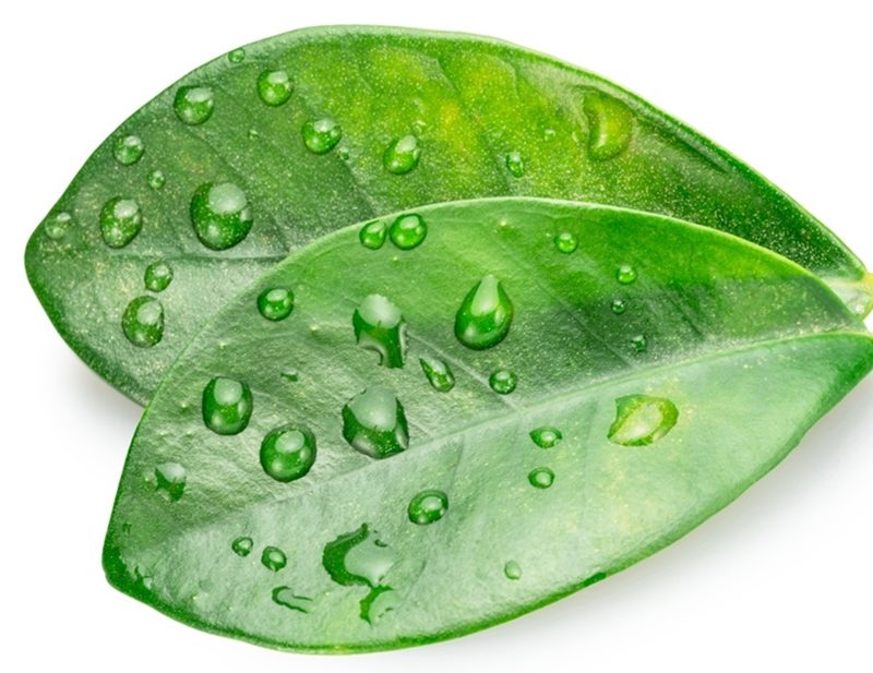 The Science Behind How Candy Flavors Are Created - Trilogy Flavors